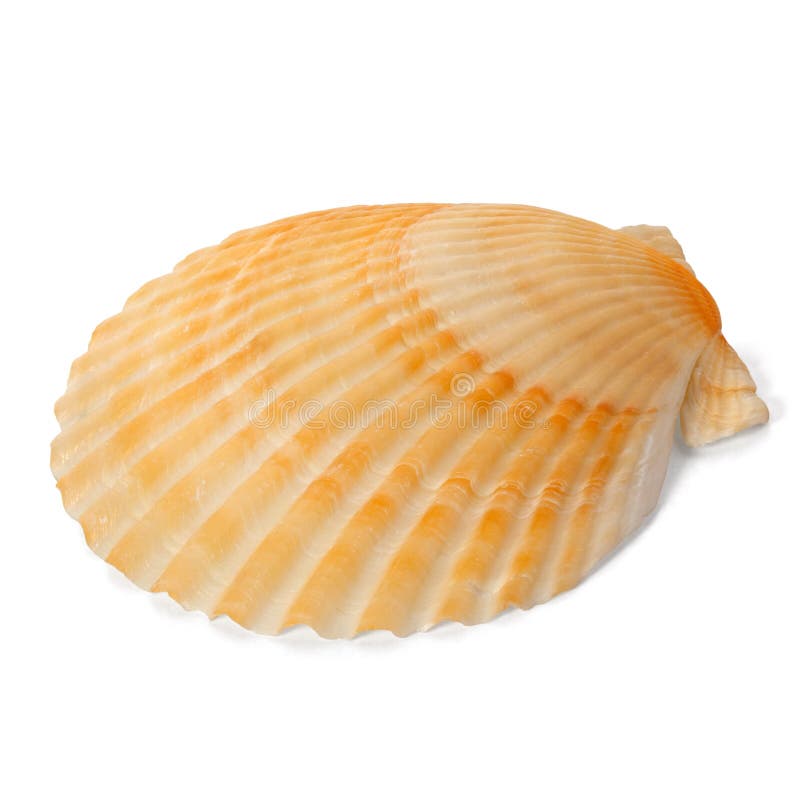 Shell from the Pacific Ocean Stock Image - Image of gastropod, pacific ...