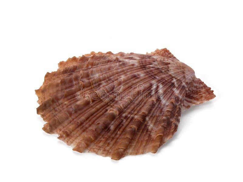Shell from the Pacific Ocean Stock Image - Image of small, undersea ...