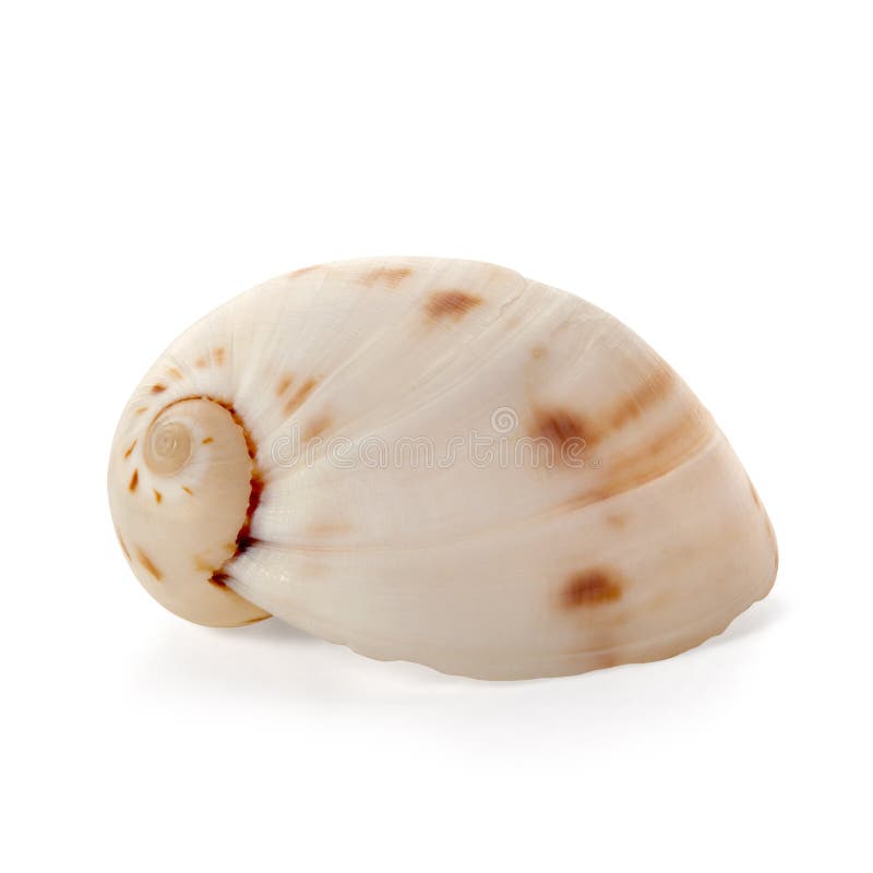 Shell from the Pacific Ocean Stock Photo - Image of underwater, china ...