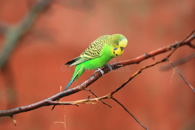 Shell parakeet stock image. Image of bird, nature, tree - 60283189
