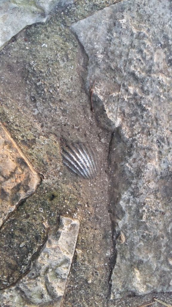 Shell stock photo. Image of shell, littleshell, path - 68549316