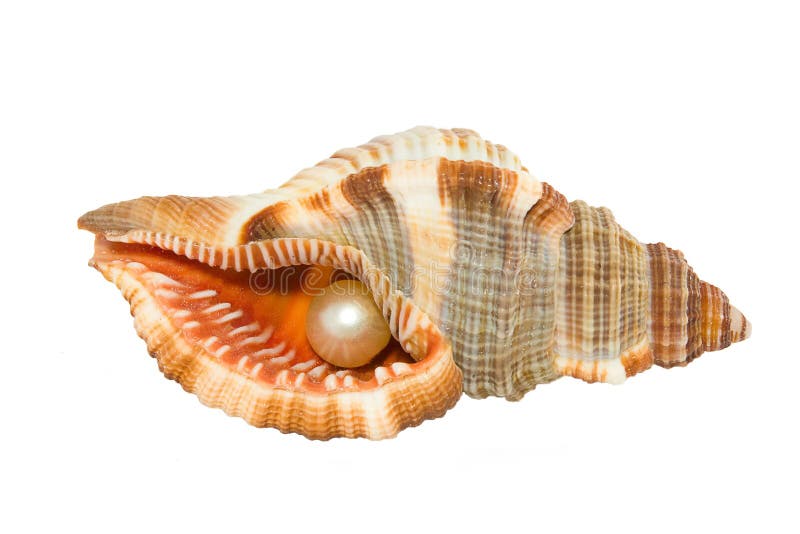 Sea shell with pearl stock image. Image of luxury, beach - 41486751