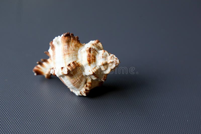 SeaShell on the Grey Background Texture Lines Stock Photo - Image of ...