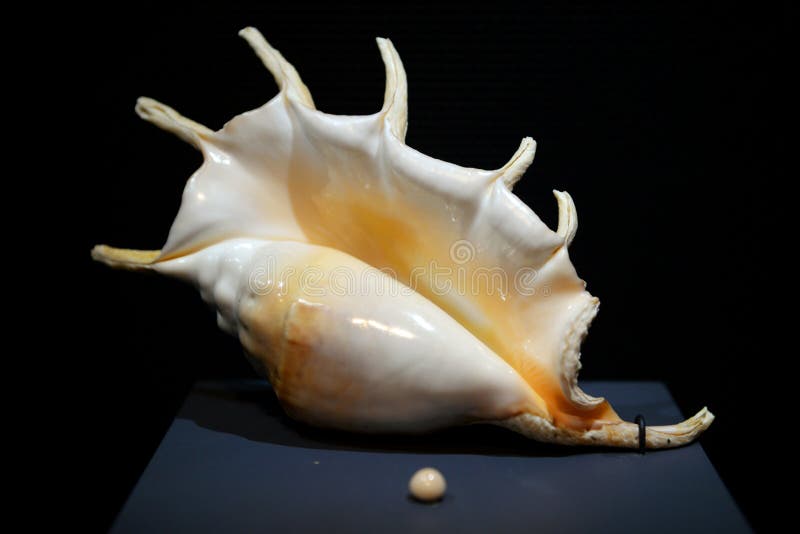 Conch with Pearl from Deep Ocean Stock Image - Image of conch, life ...