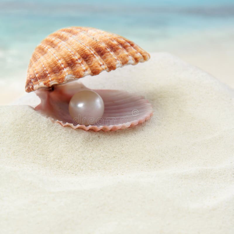 10,833 Shell Pearl Photos - Free & Royalty-Free Stock Photos from ...