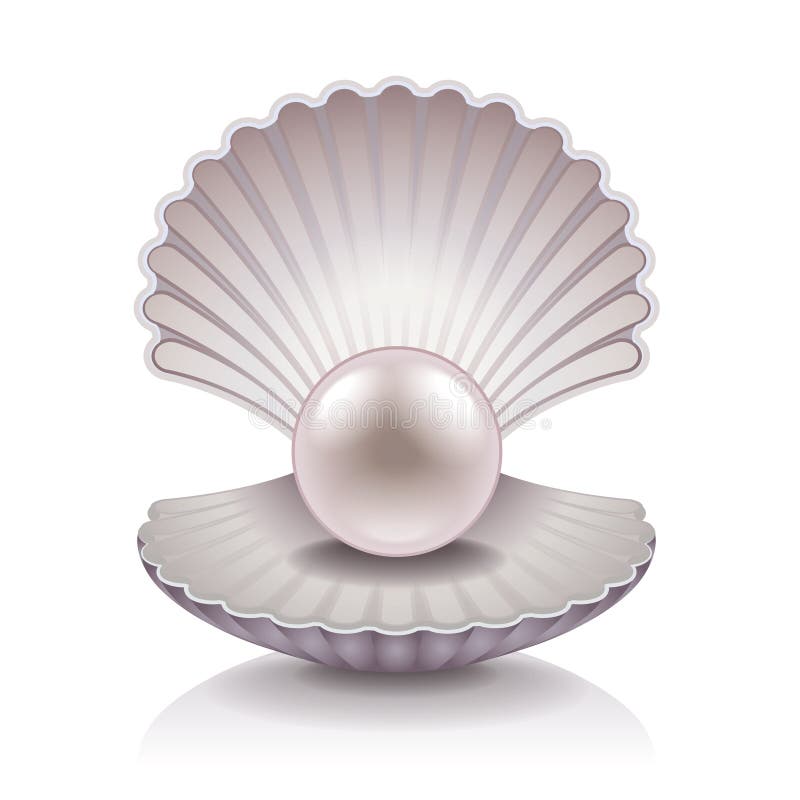 Shell With Pearl Vector Illustration Royalty Free Stock Images - Image ...