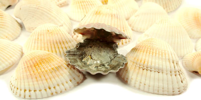 Shell with Pearls, Close-up Stock Photo - Image of background, pearl ...