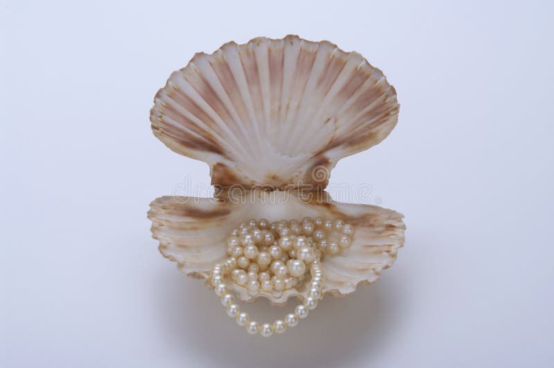 Shell for Aphrodite stock photo. Image of fantastic, finfishess - 13609096