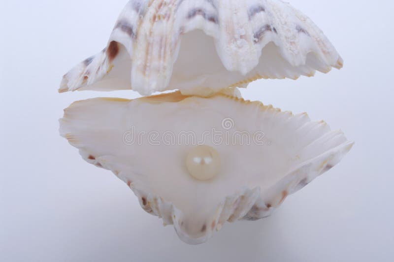 Shell for Aphrodite stock photo. Image of fantastic, finfishess - 13609096