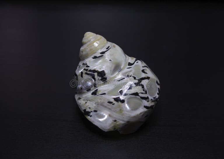 Shell, pearly, front view stock photo. Image of life - 231306856