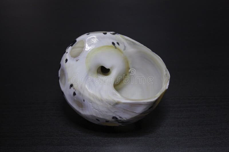 Shell, Pearly, Interior View Stock Image - Image of interior, pearly ...