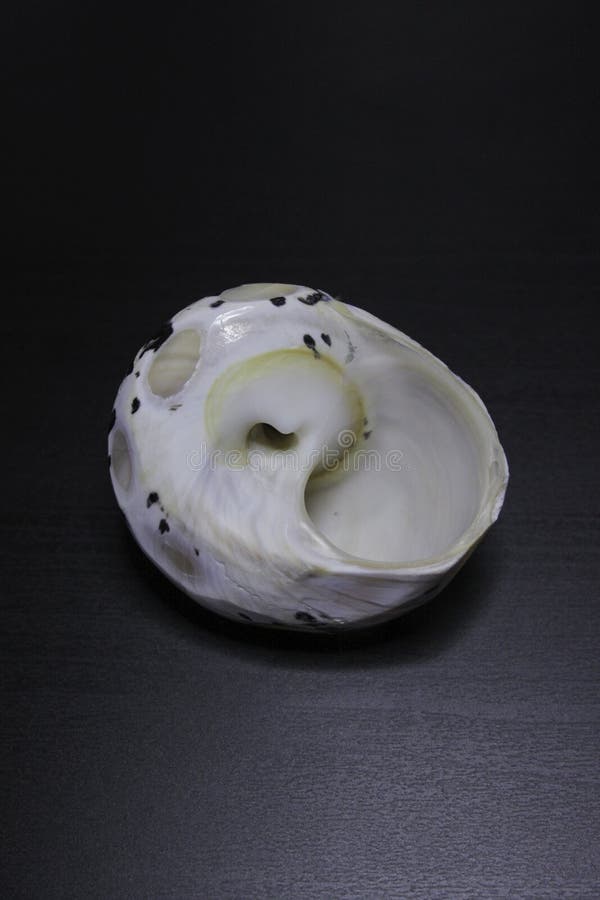 Shell, Pearly, Interior View Stock Image - Image of front, interior ...