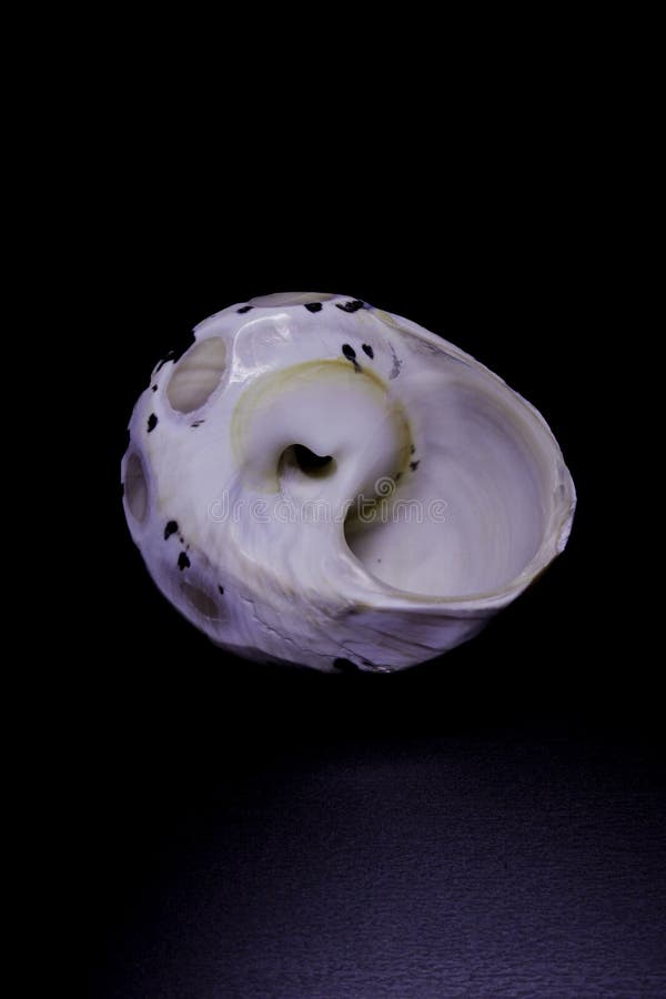 Shell, Pearly, Interior View, Purple Stock Image - Image of interior ...
