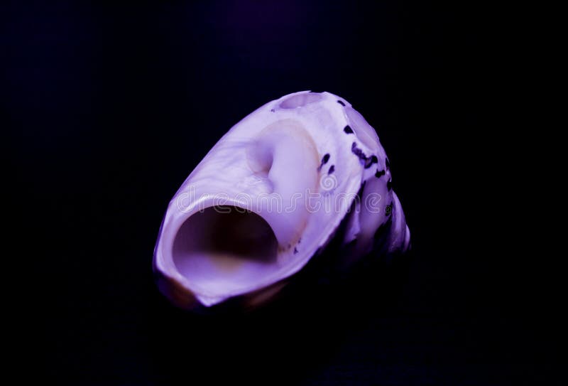 Shell, Pearly, Interior View, Purple Stock Photo - Image of purple ...