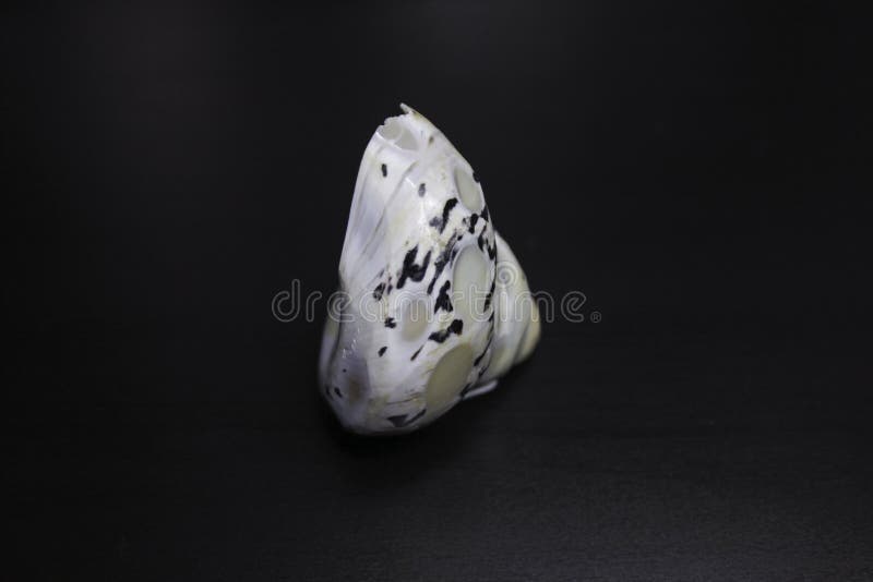 Shell, pearly, side view stock image. Image of shell - 231306565