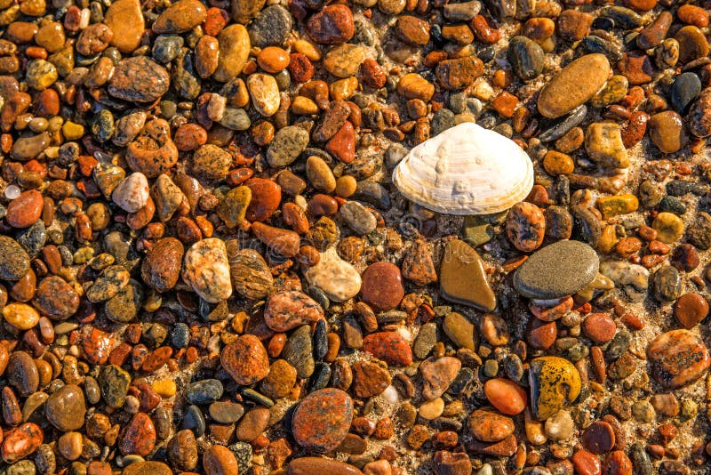 Shell on Pebbles on a Beach Stock Photo - Image of white, holiday ...