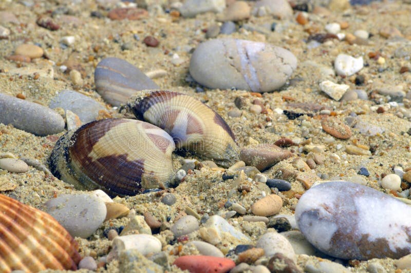 Shell among pebbles stock image. Image of seashells, outdoor - 37426063