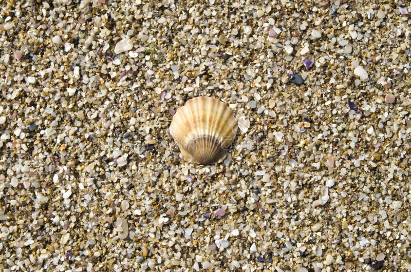 Shell of Pecten Ponticus on Sand Stock Image - Image of hard, orange ...
