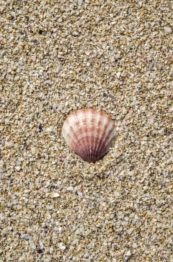 Shell of Pecten Ponticus on Sand Stock Photo - Image of pectinidae ...