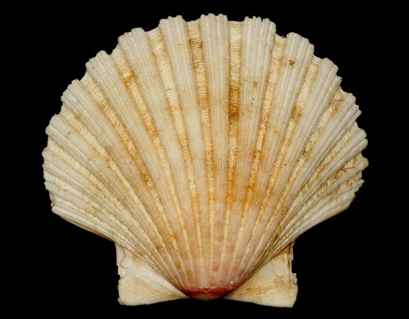 The Shell (petrol Station Symbol) White Front Stock Image - Image of ...