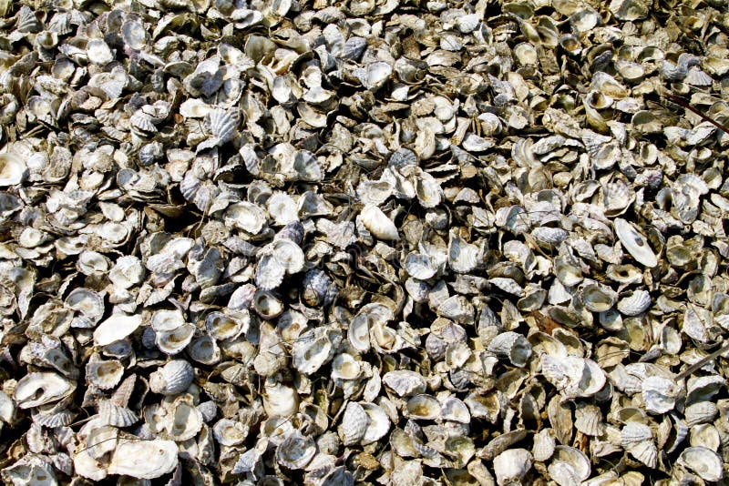 Shell stock photo. Image of contamination, fossil, dirty - 87561830