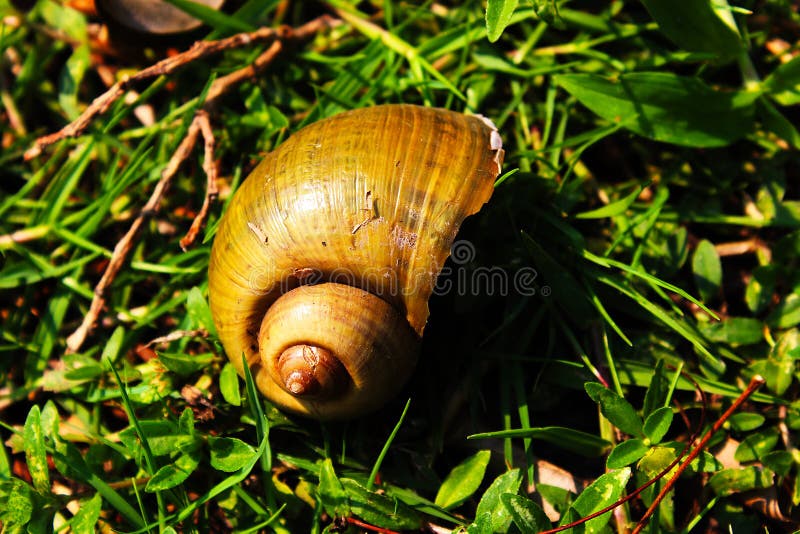 A Shell is Placed on the Grass in a Park Stock Image - Image of ...