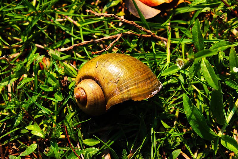 A Shell is Placed on the Grass in a Park Stock Photo - Image of shell ...