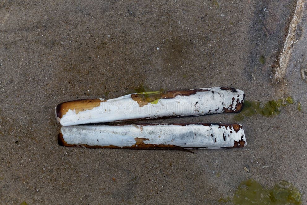 Shell of a Pod Razor, Ensis Siliqua Stock Photo - Image of macro, conch ...