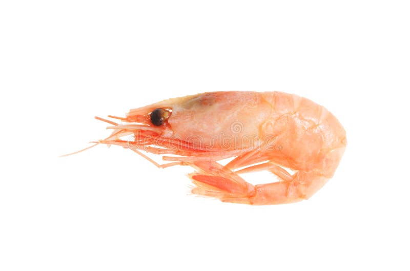 Shell on prawn stock image. Image of fresh, prawn, shell - 6353685