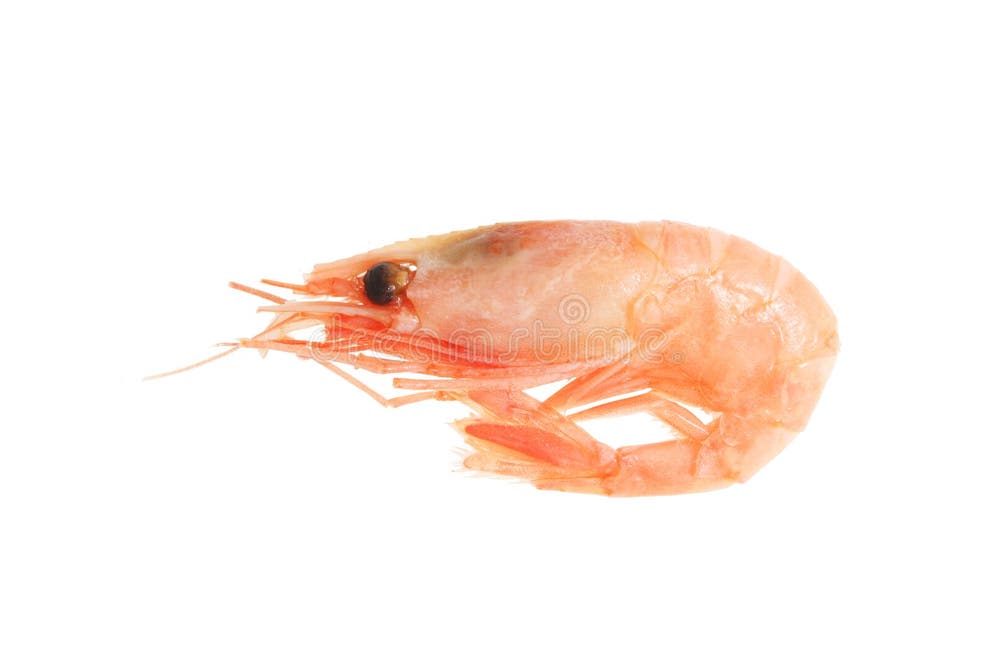 Shell on prawn stock image. Image of fresh, prawn, shell - 6353685