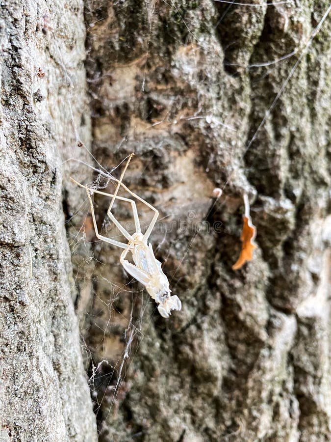 The Shell of a Praying Mantis in a Spider& X27;s Web. Stock Photo ...