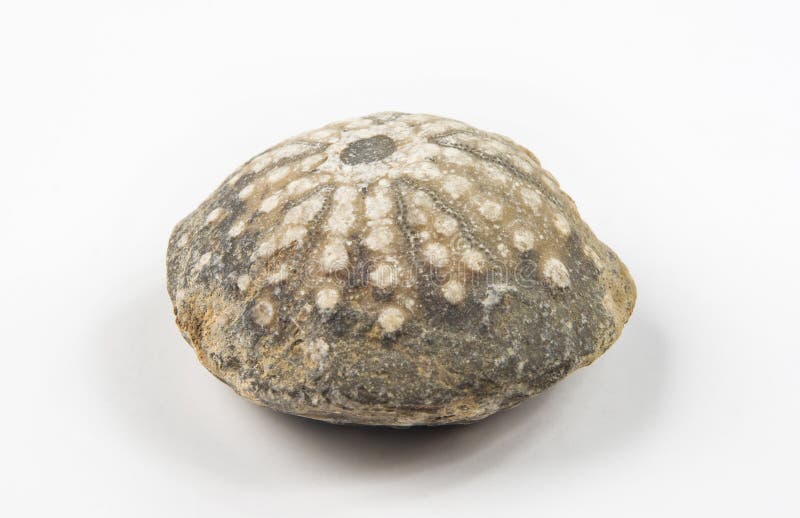 Prehistoric Fossil Turtle Isolated. Stock Photo - Image of paleontology ... Prehistoric Fossil Turtle Isolated. Stock Photo - Image of paleontology ...