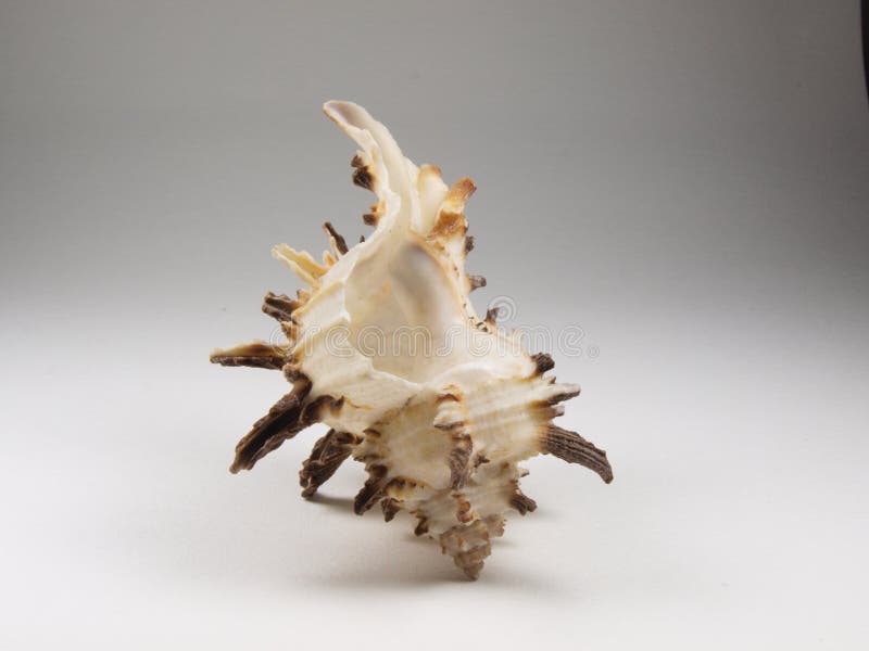 Shell. Product photography stock image. Image of beauty - 321181291