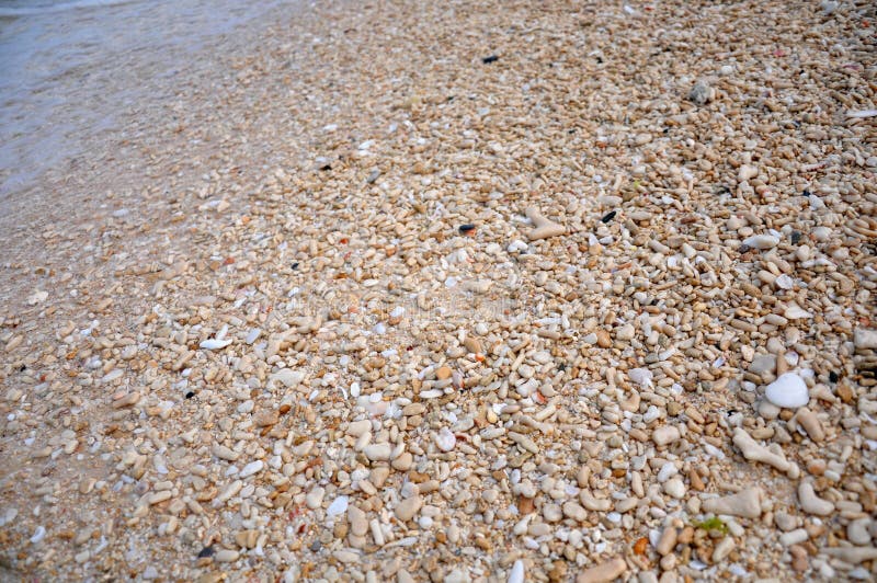 Puka Shells stock image. Image of marine, token, shiny - 15046219