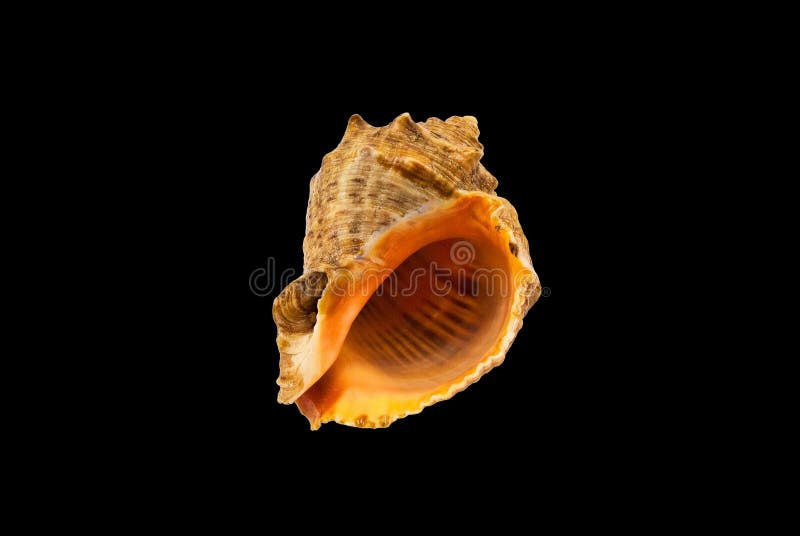 Shell Rapa whelk stock photo. Image of collection, shell - 17748522