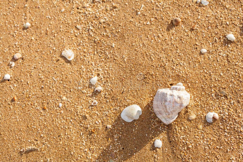 Shell Rapana Venosa on the Beach Stock Photo - Image of season ...