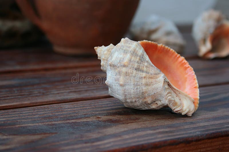 Shell Rapana stock photo. Image of aquatic, shell, organism - 44799324