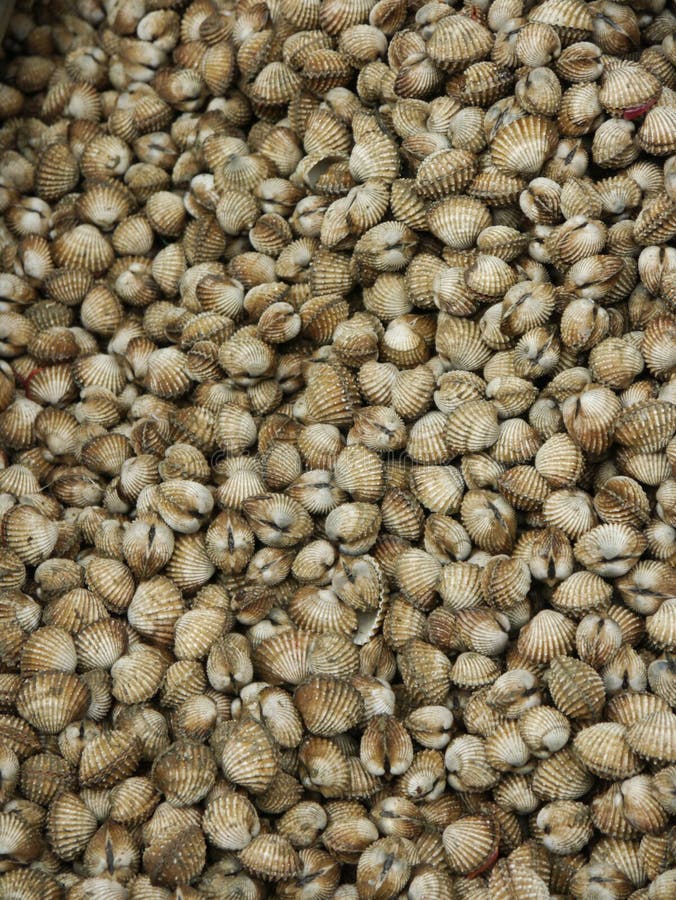 Shell Raw Food foto de archivo. Imagen de exterior, mercado - 57475706