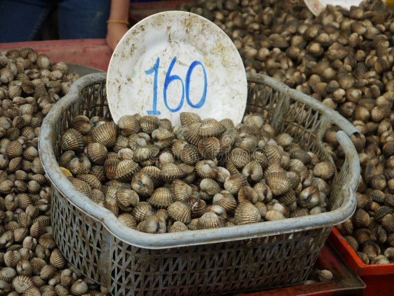 Shell Raw Food stock photo. Image of outdoor, food, seafood - 57476152