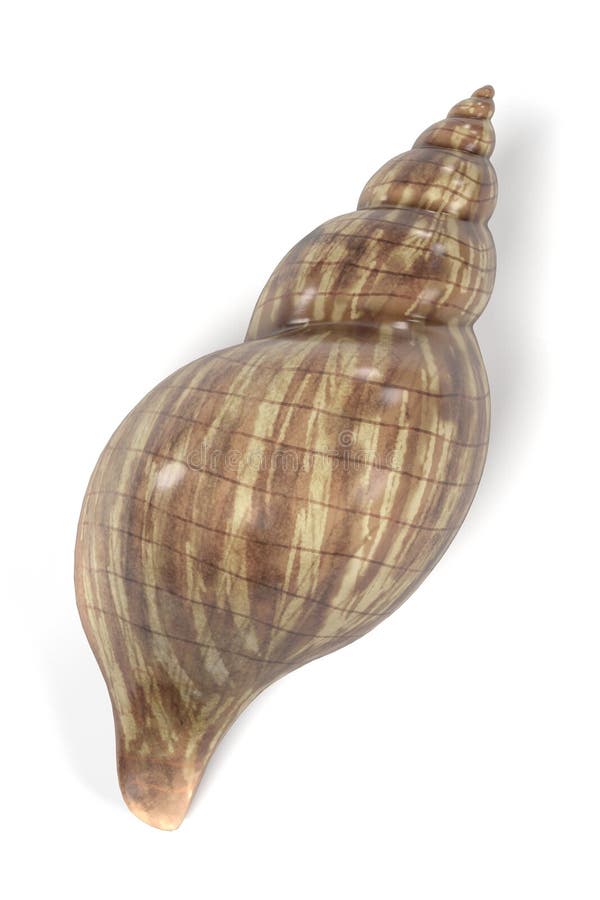 Limpet Shell Stock Illustrations – 199 Limpet Shell Stock Illustrations ...