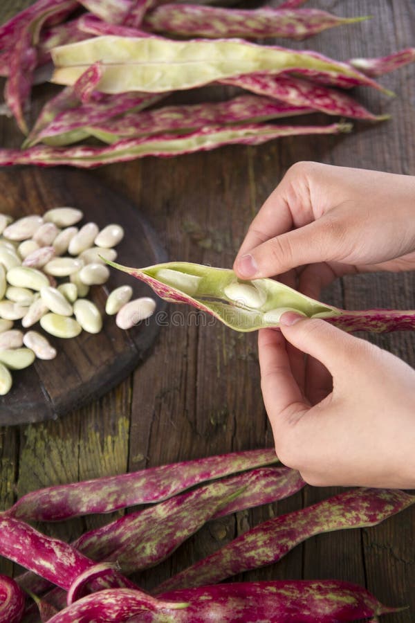 Shell the red beans stock photo. Image of healthy, agriculture - 72418272