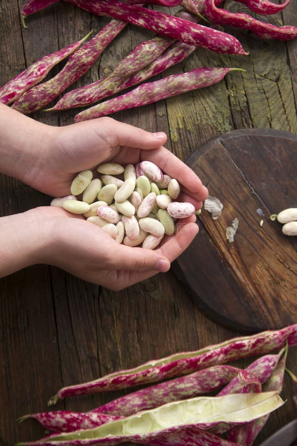 Shell the red beans stock photo. Image of legume, food - 72418368