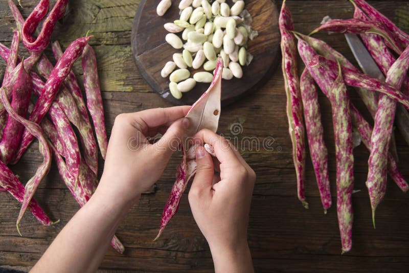 Shell the red beans stock photo. Image of legume, harvest - 72418494