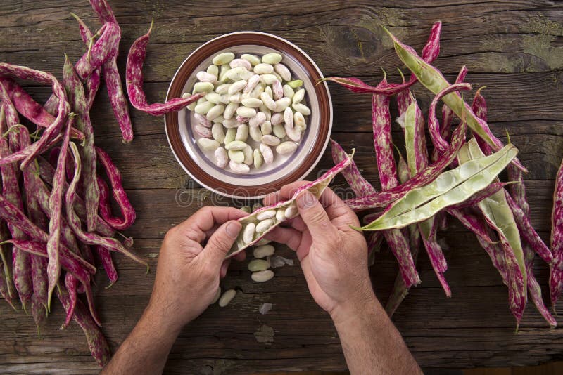 Shell the red beans stock image. Image of bean, legume - 72418593