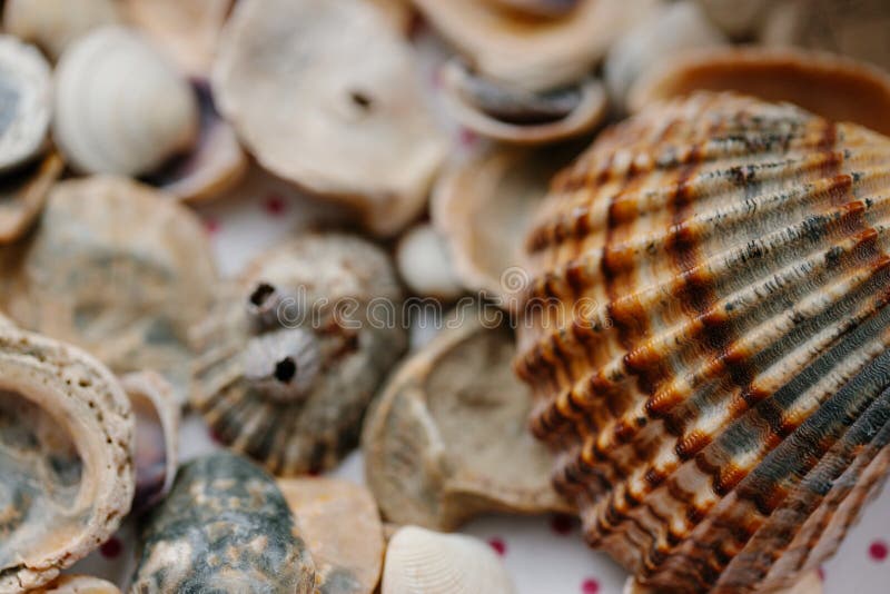 The Shell of the Red Shell Lies on the Rocks. Close-up Stock Photo ...