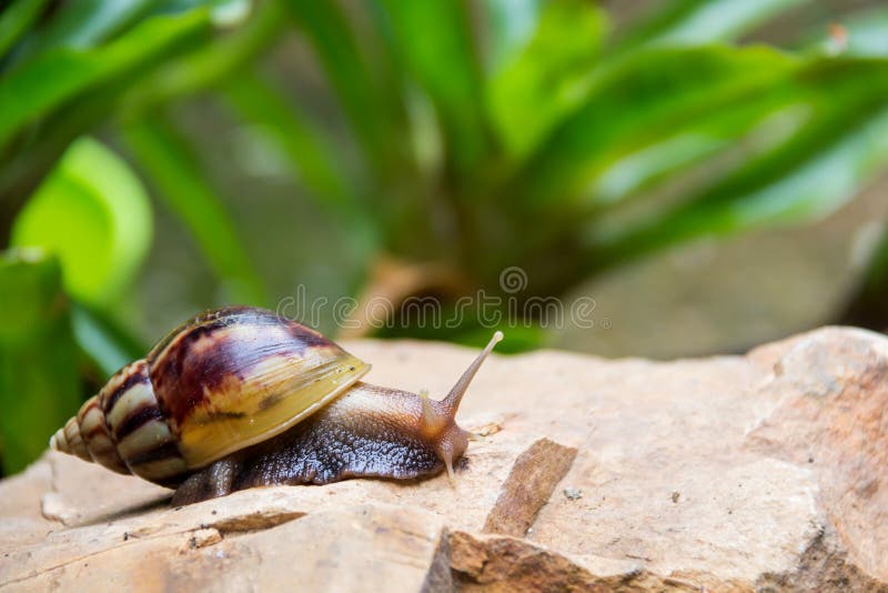 Shell Redondo Do Caracol Grande Longo De Brown Com Listras Foto de ...