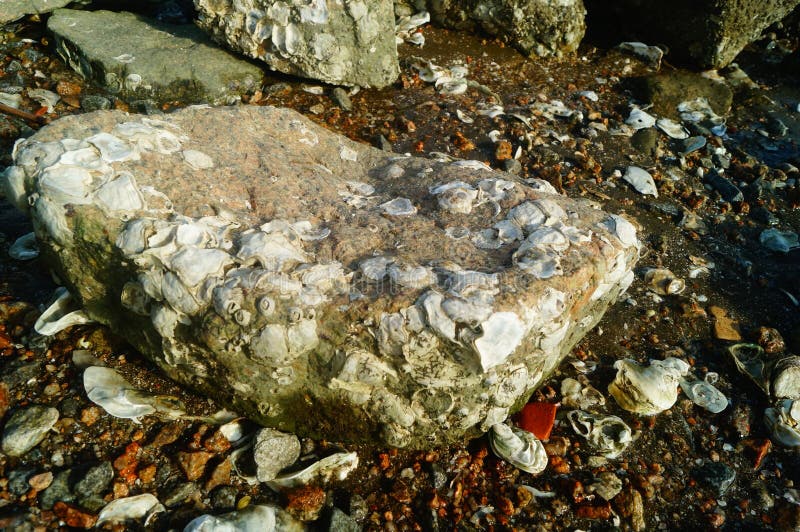 Shellfish and Reef Landscape on the Beach Stock Image - Image of reef ...