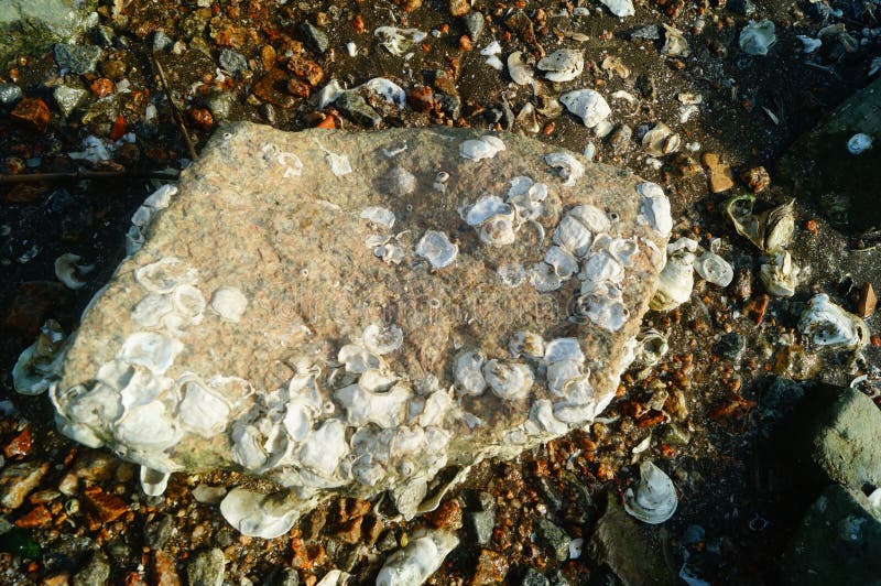 Shellfish and Reef Landscape on the Beach Stock Image - Image of ...