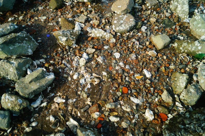 Shellfish and Reef Landscape on the Beach Stock Image - Image of ...