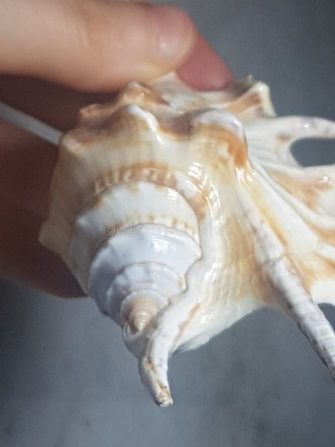 Shell relief white stock photo. Image of jewellery, dish - 210595482